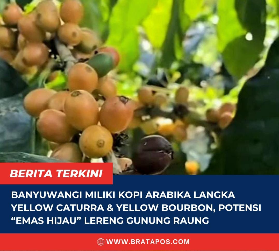 Banyuwangi Miliki Kopi Arabika Langka Yellow Caturra & Yellow Bourbon ...