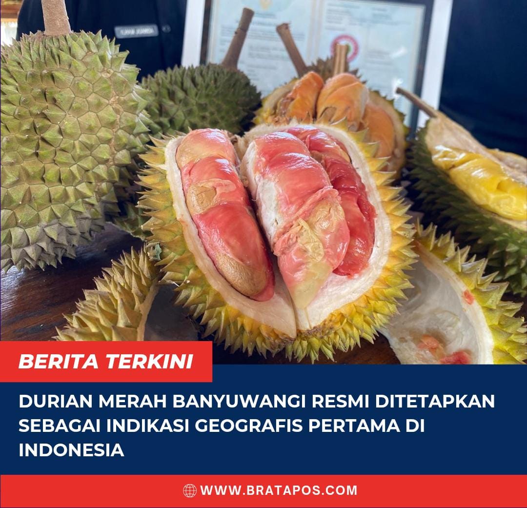Durian Merah Banyuwangi Resmi Ditetapkan sebagai Indikasi Geografis ...