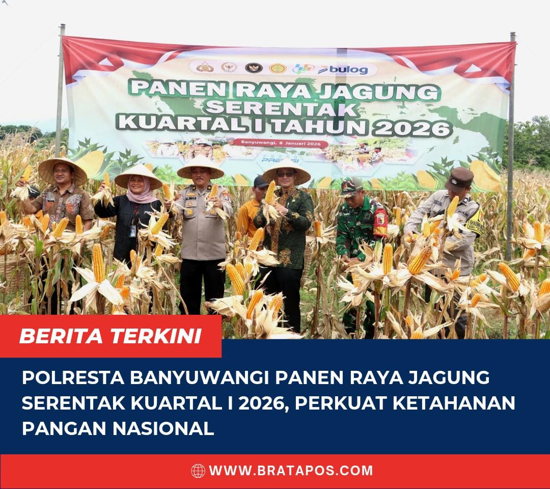 Polresta Banyuwangi Panen Raya Jagung Serentak Kuartal I 2026, Perkuat ...